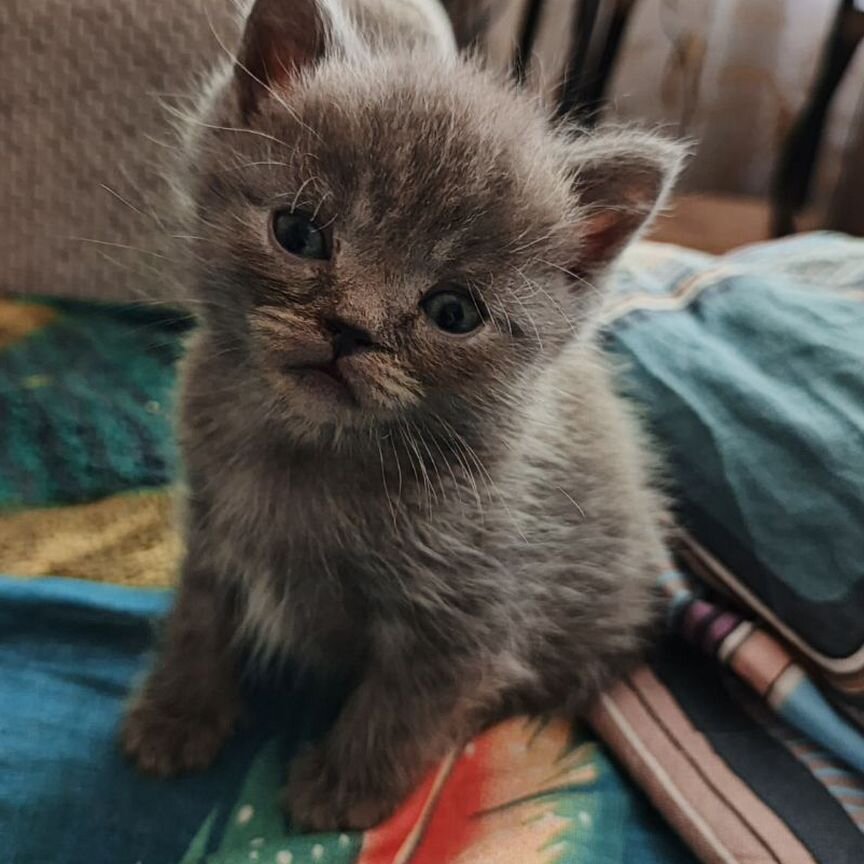 Британский короткошёрстный котёнок