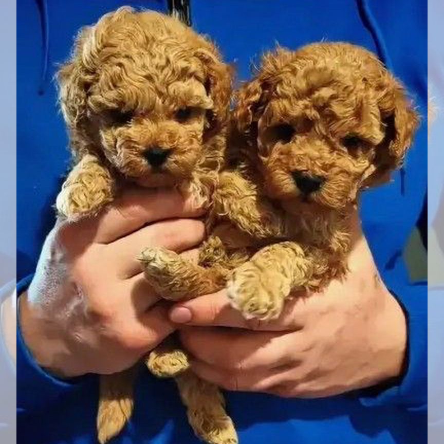 Той-пудель, щенок