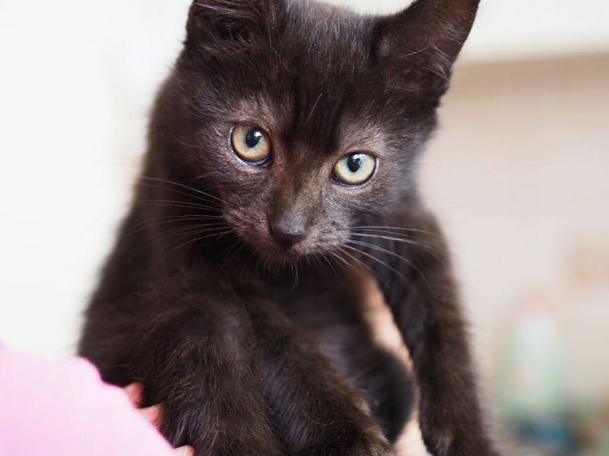 Нельсон. Котик 2 месяца