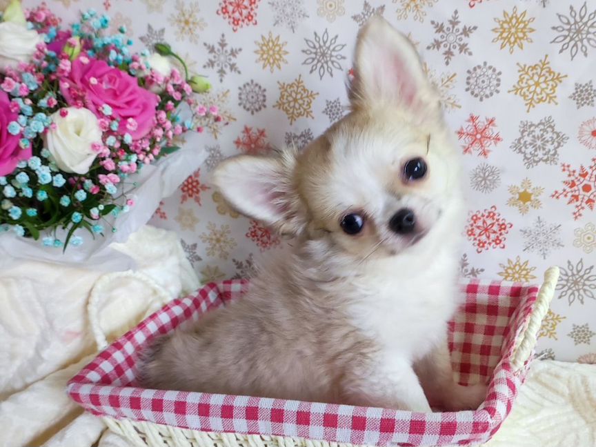 Чихуахуа породные щенки