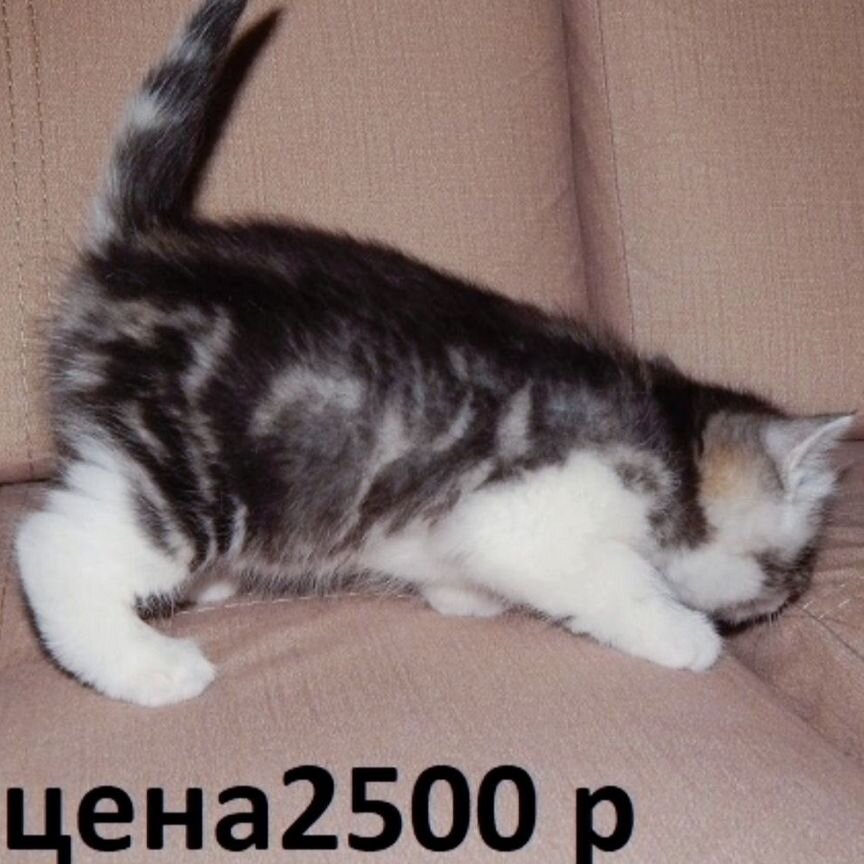 Мраморная шотландская девочка