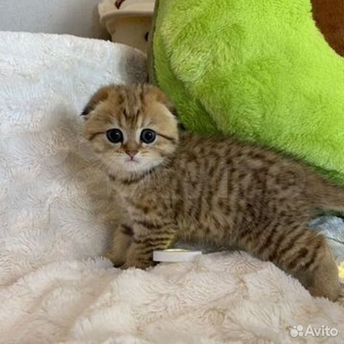 Вислоухая кошечка шоколадное пятно