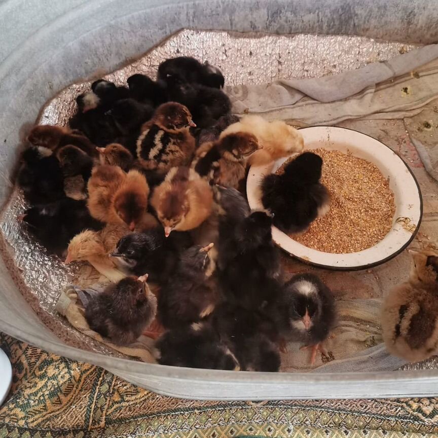 Цыплята суточные