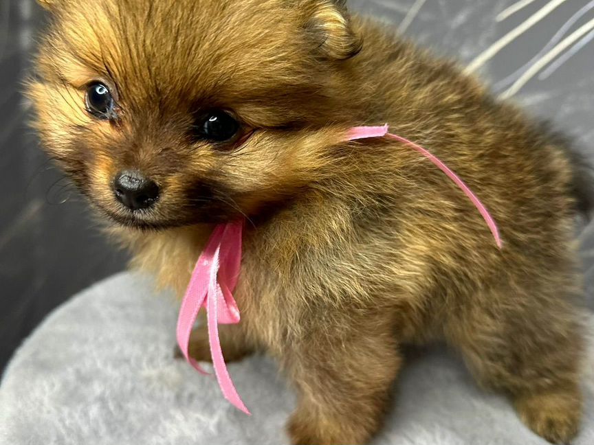 Щенки шпица мини