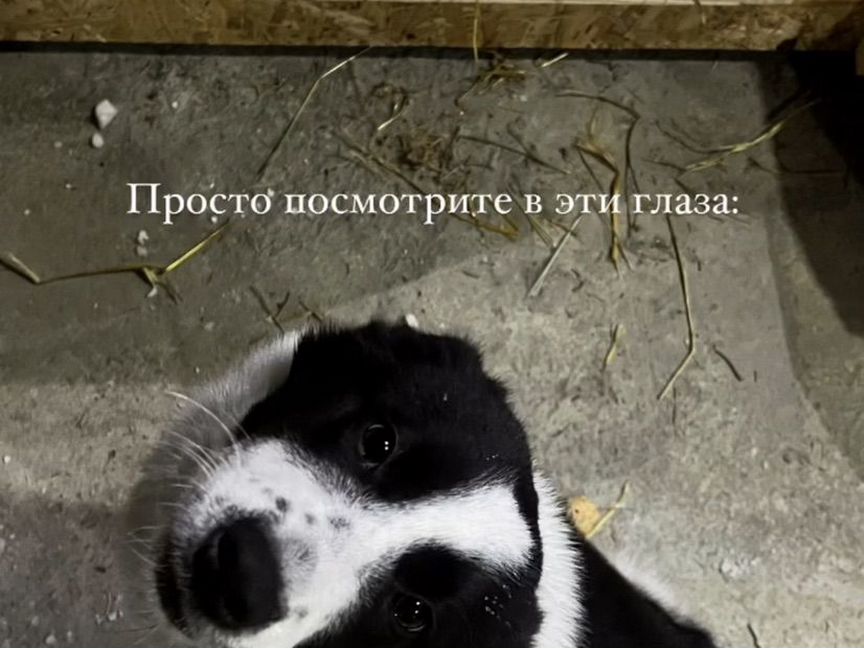 Щенок в добрые руки