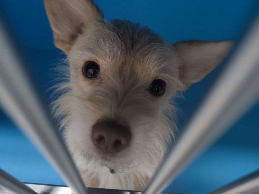 Пес 5 кг бывшедомашний. Некуда идти через неделю