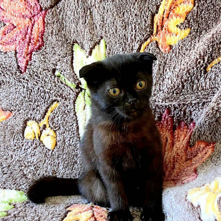 Котенок шотландец в дар