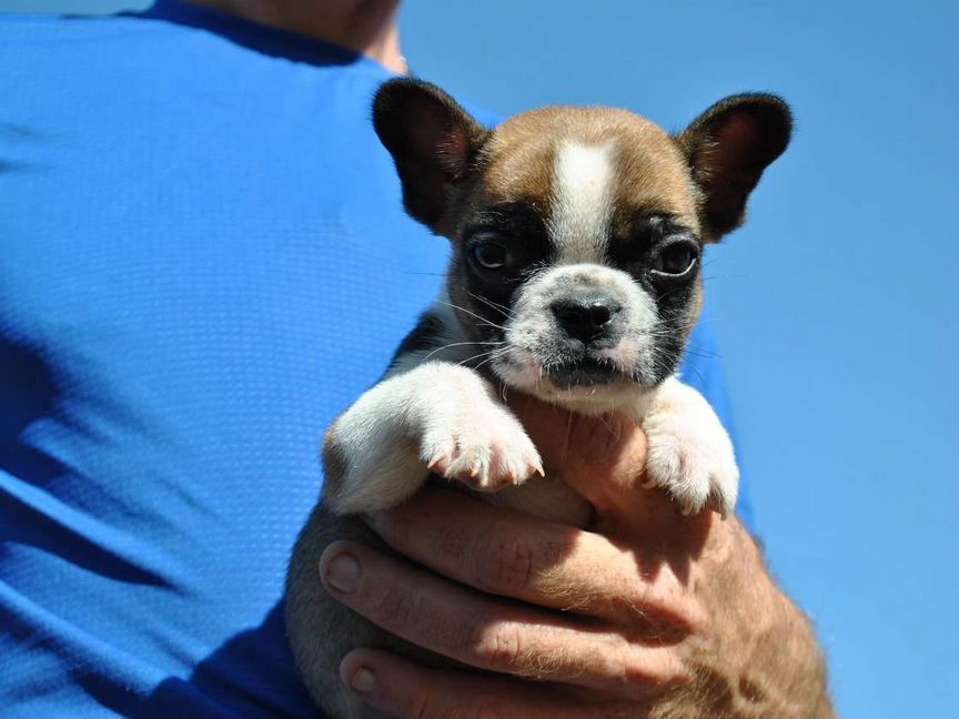 Миничка-буля 3 мес