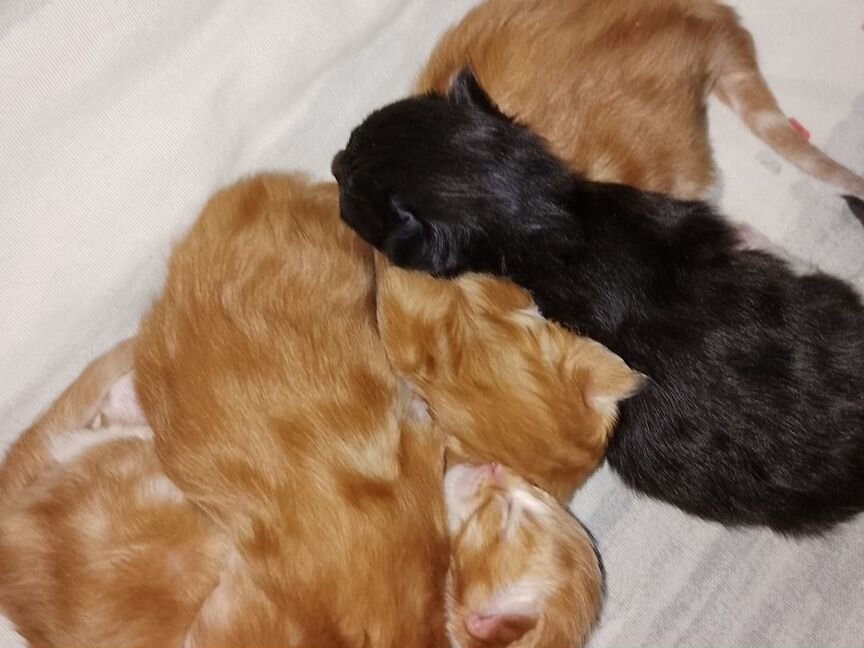 Котята мейн-кунята. Чистокровные Очень крупные