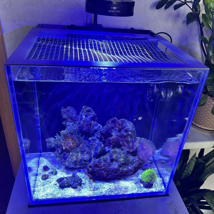 Морской аквариум 40x40x40 с задним сампом