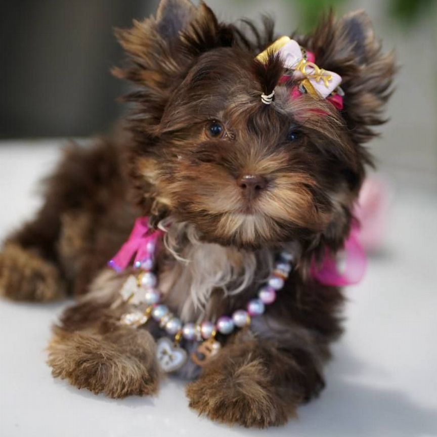 Бивер-йоркширский терьер, щенок