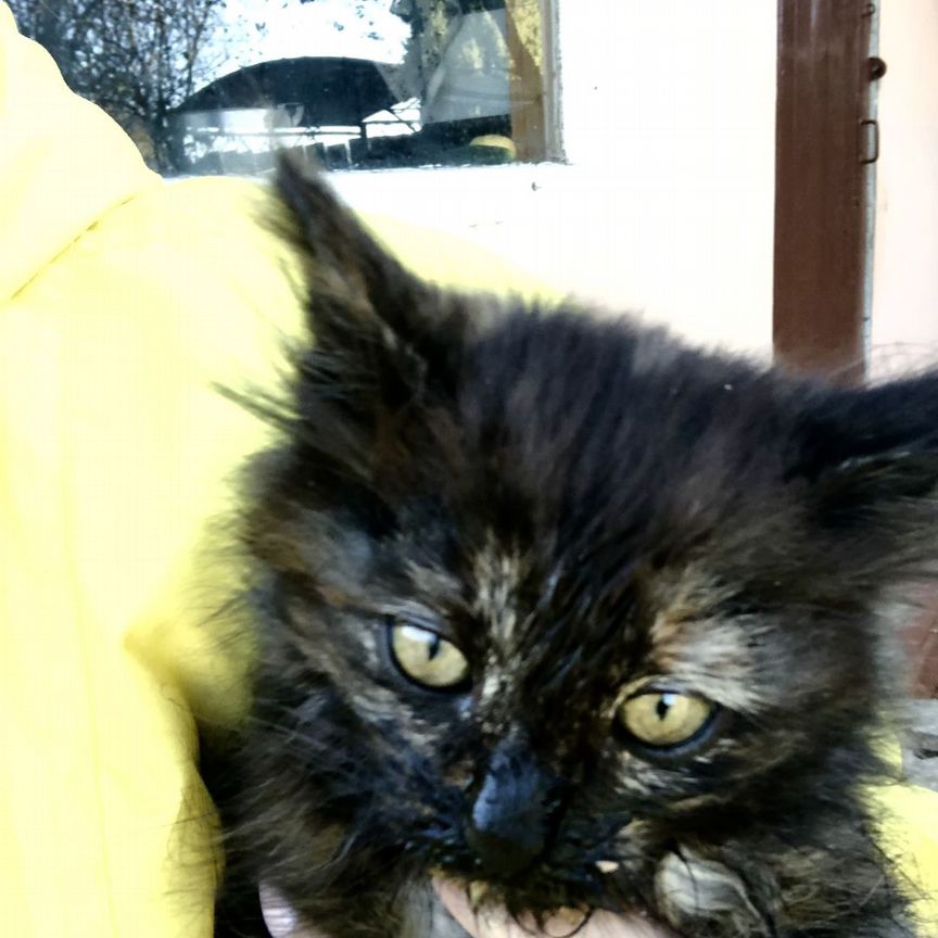 Черный котенок бесплатно