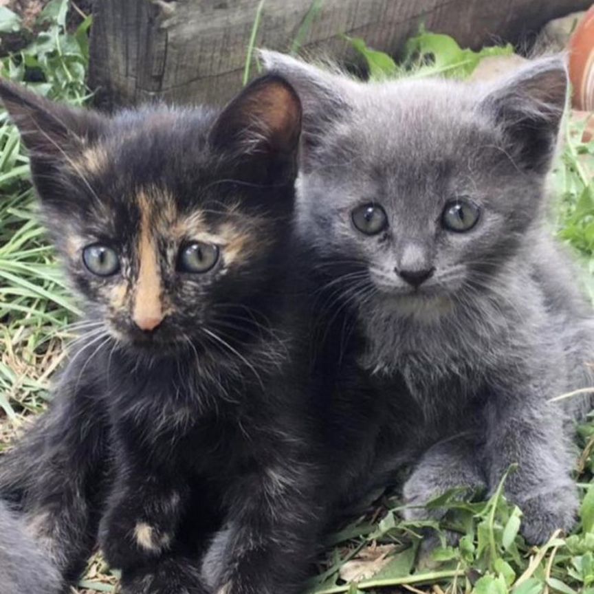 Красивые котята