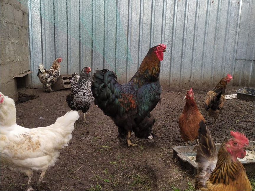 Петушок брама