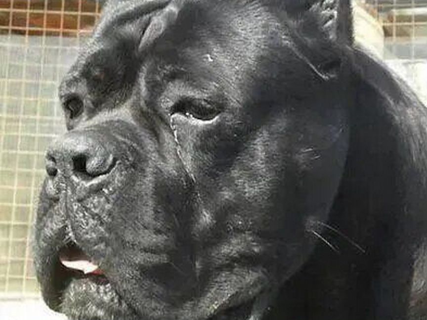 Кане Корсо-Мечты Сбываются