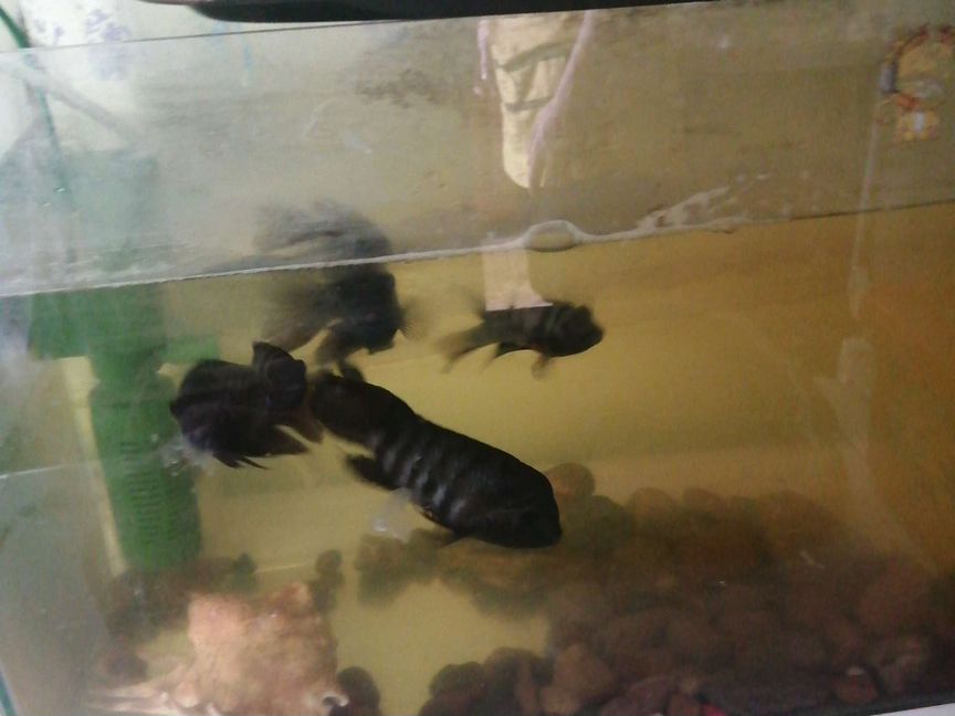 Цыхлиды с аквариумом