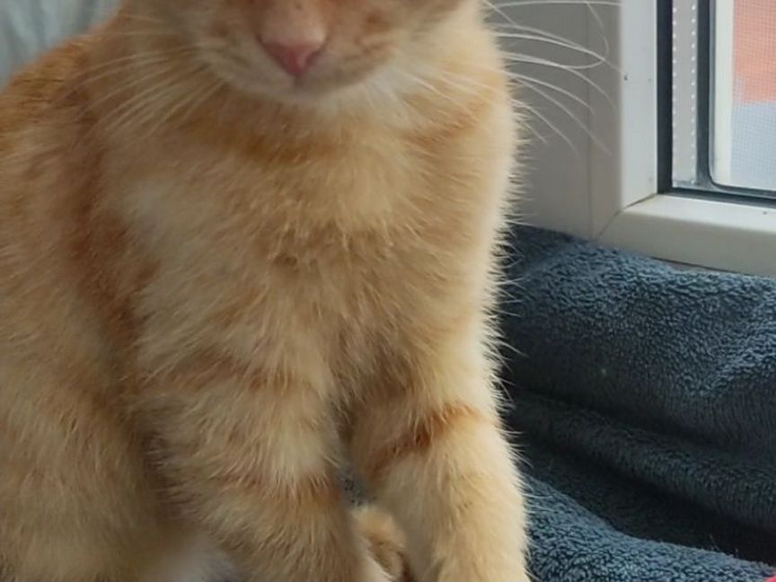 Симба рыжий котик в поиске семьи