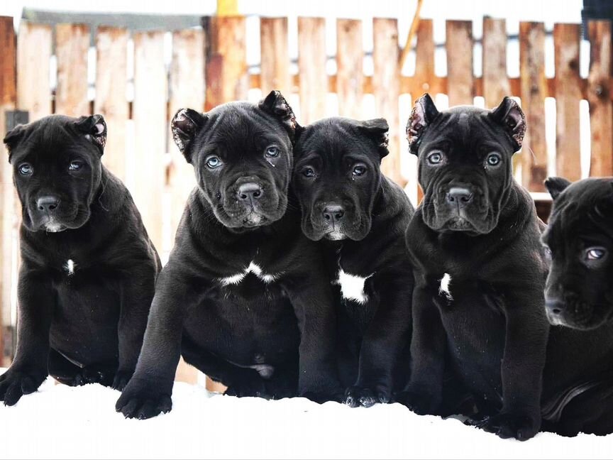 Щенки Кане Корсо