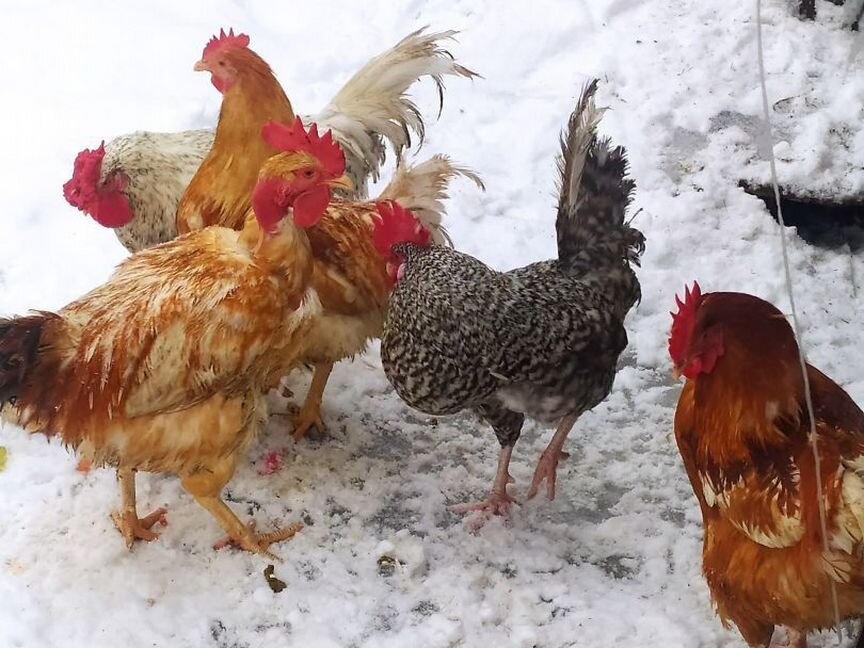 Молодые петухи