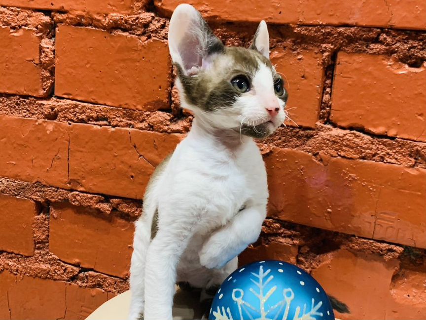 Котята корниш-рекс