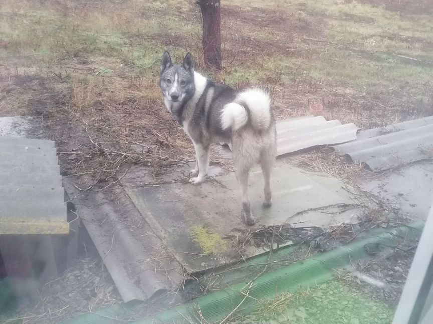Отдам собаку лайку в добрые охотничьи руки
