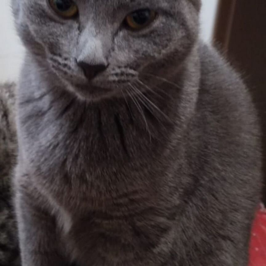 Девочка бобтейл