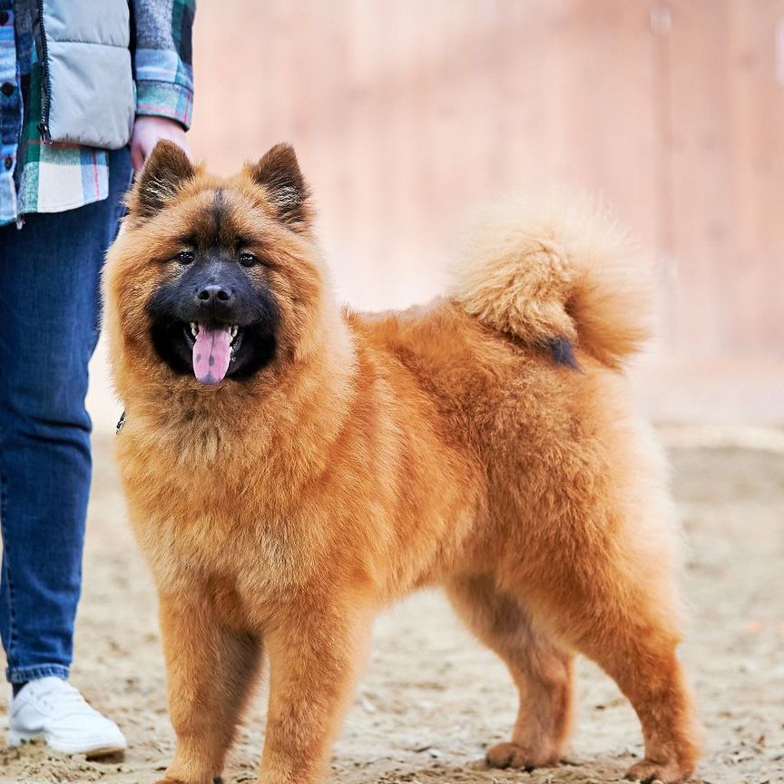 Рыжий евразиер (6 мес)