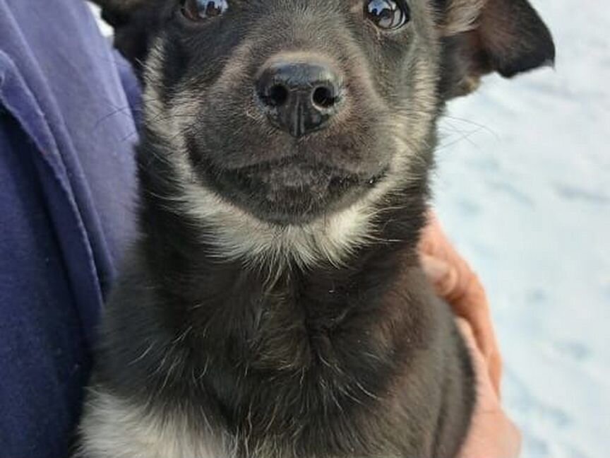 Кутята в добрые руки