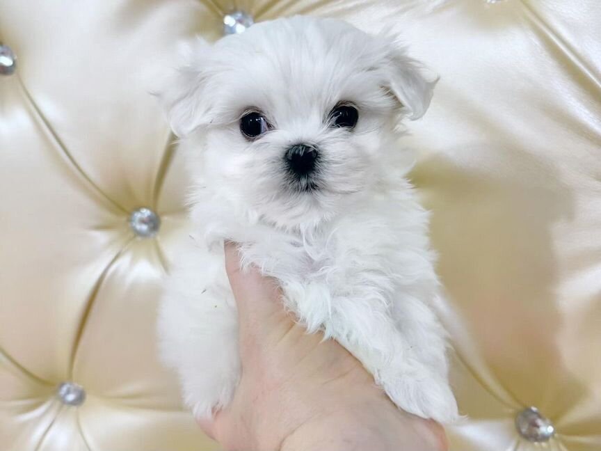 Красавчик мини мальчик мальтезе Корея