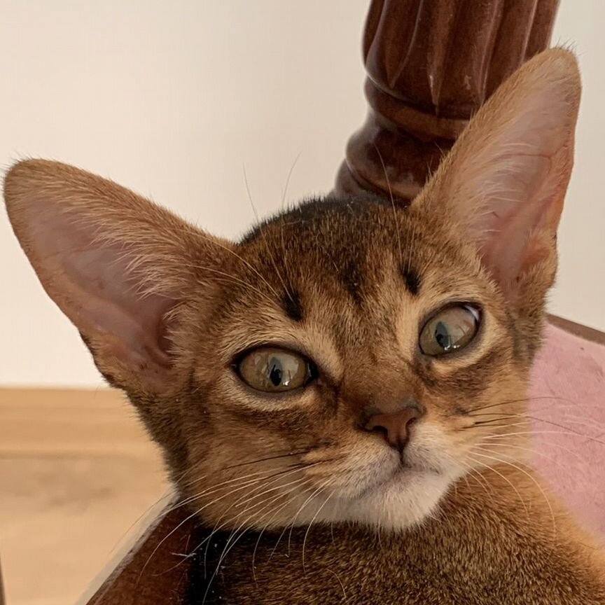 Абиссинский котёнок