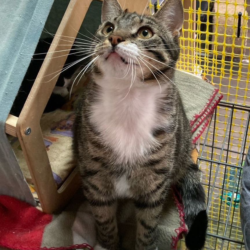 Милый котик Чип (1,5 года) ищет дом
