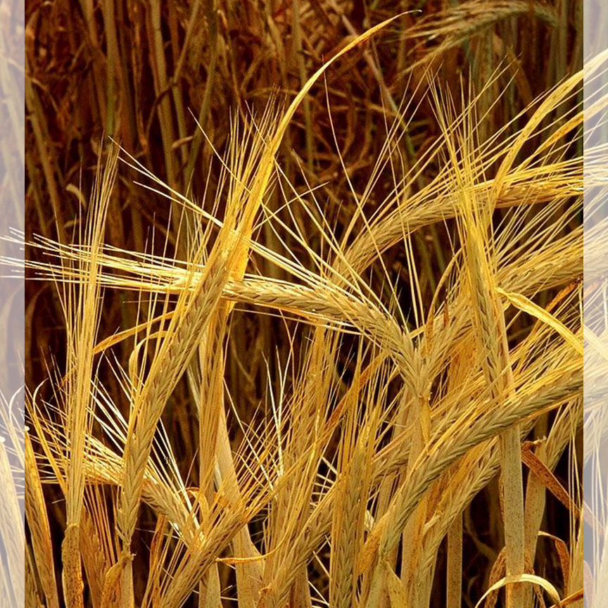 Зерно пшеница ячмень