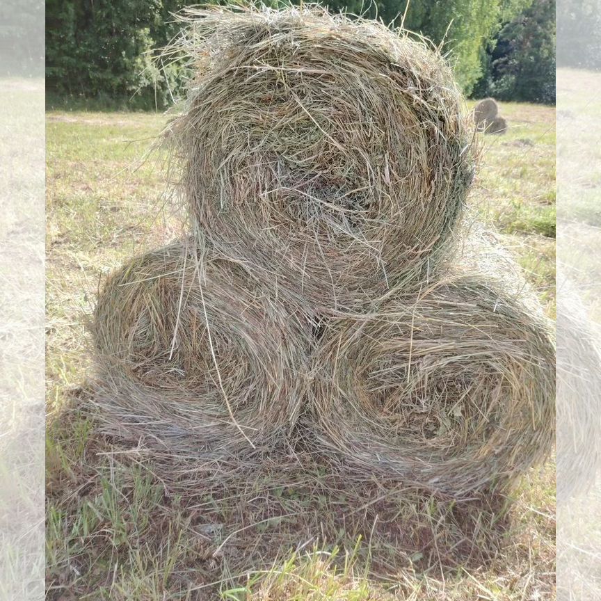 Продам сено в рулонах