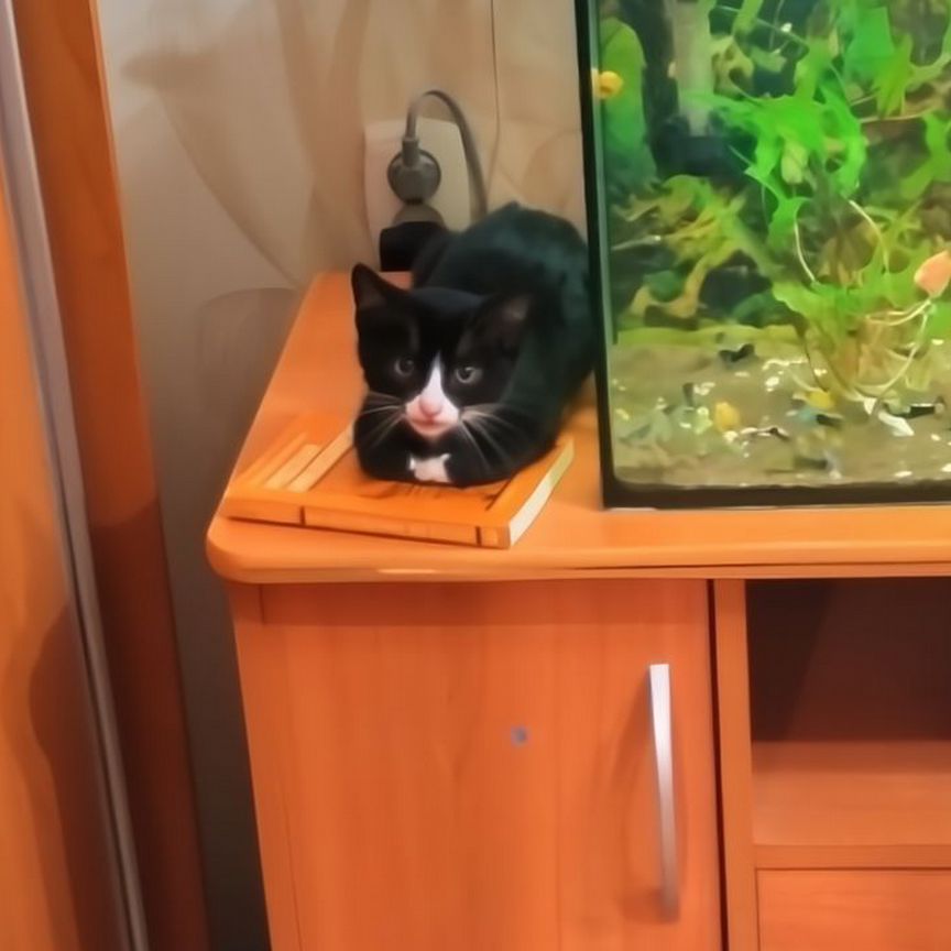 Котенок девочка в добрые руки
