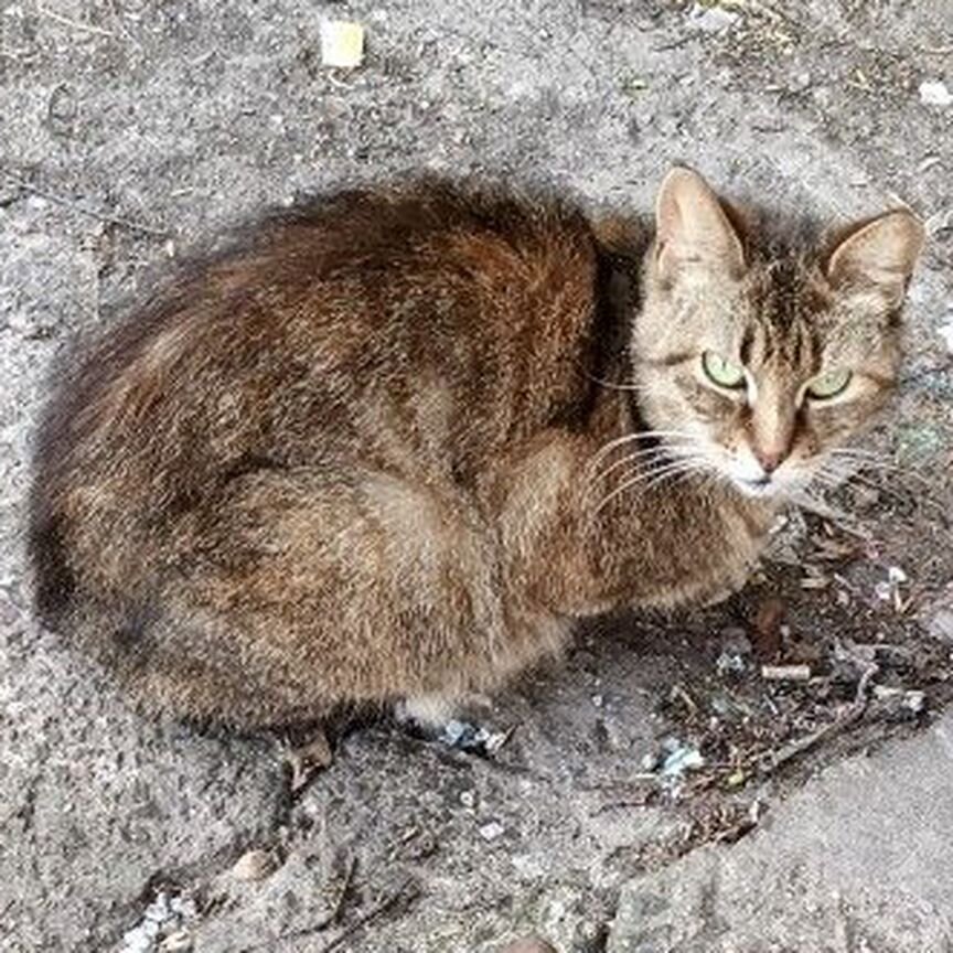 Взрослая, кошка в добрые руки