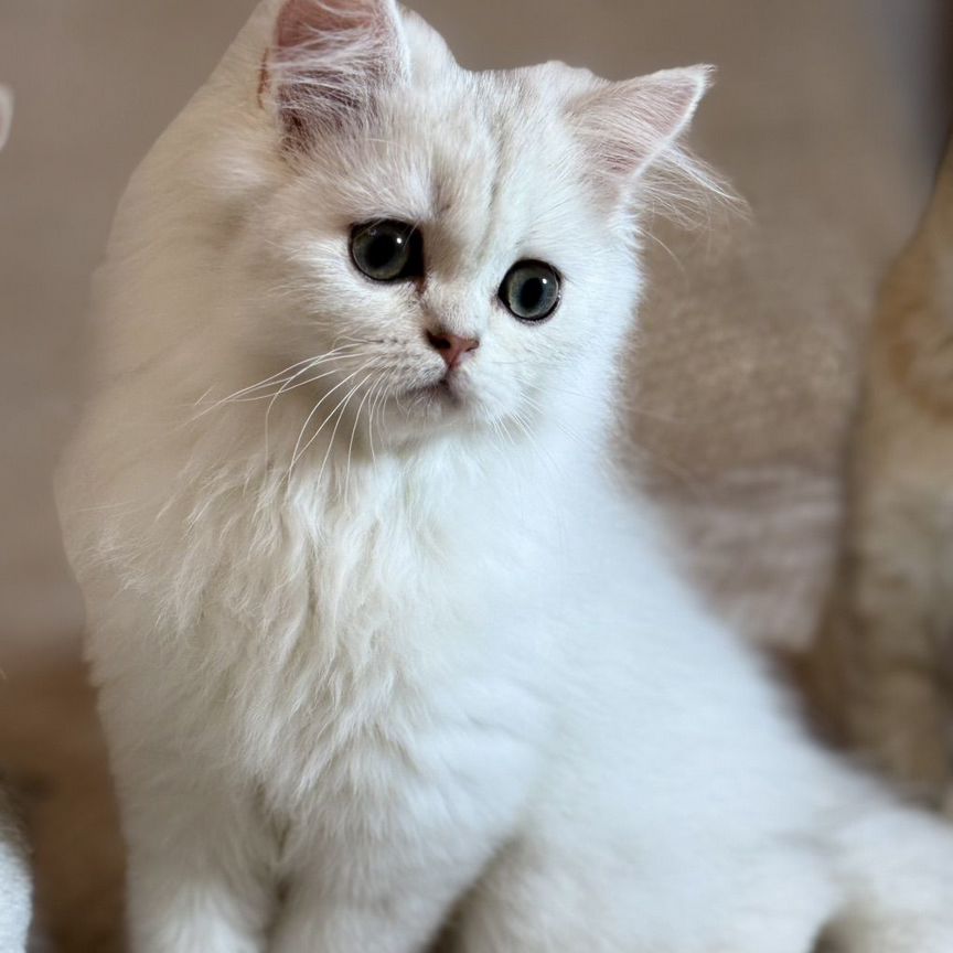 Хайленд страйт, клубный котенок