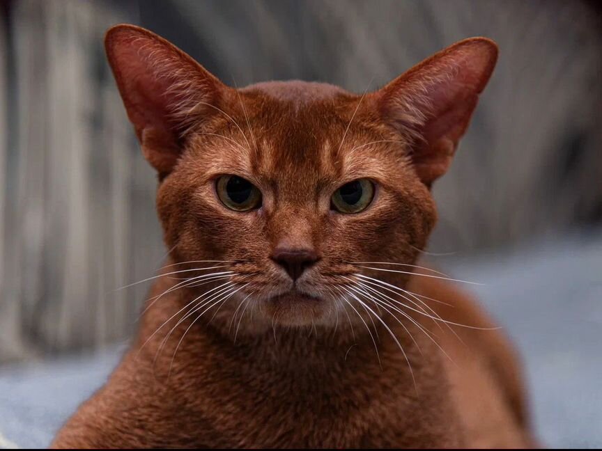 Финик. Абиссинец в дар. Абиссинская