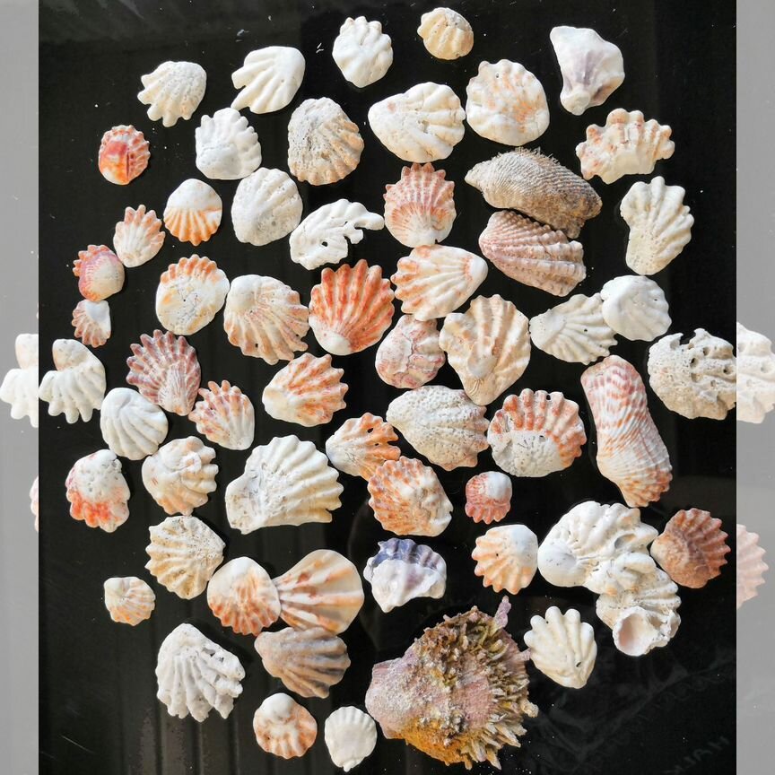 Ракушки морские