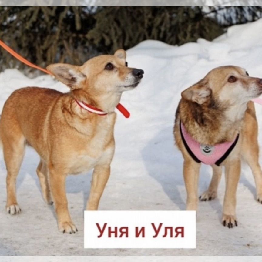 Мелкие собачки Уля и Уня в поисках семьи