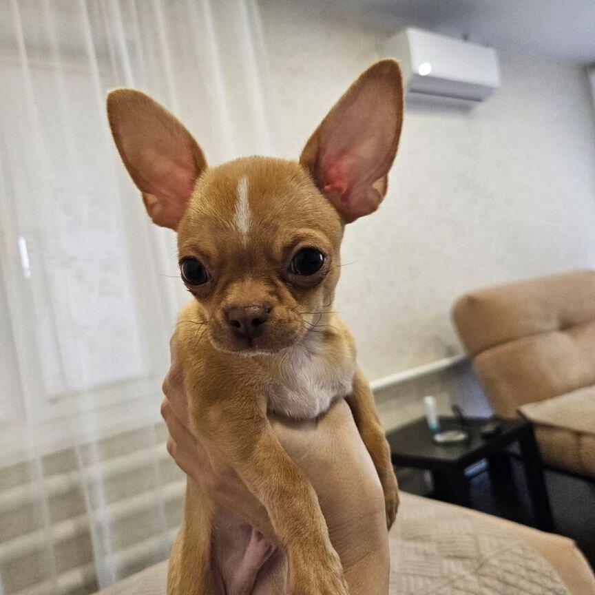 Щенки чихуахуа