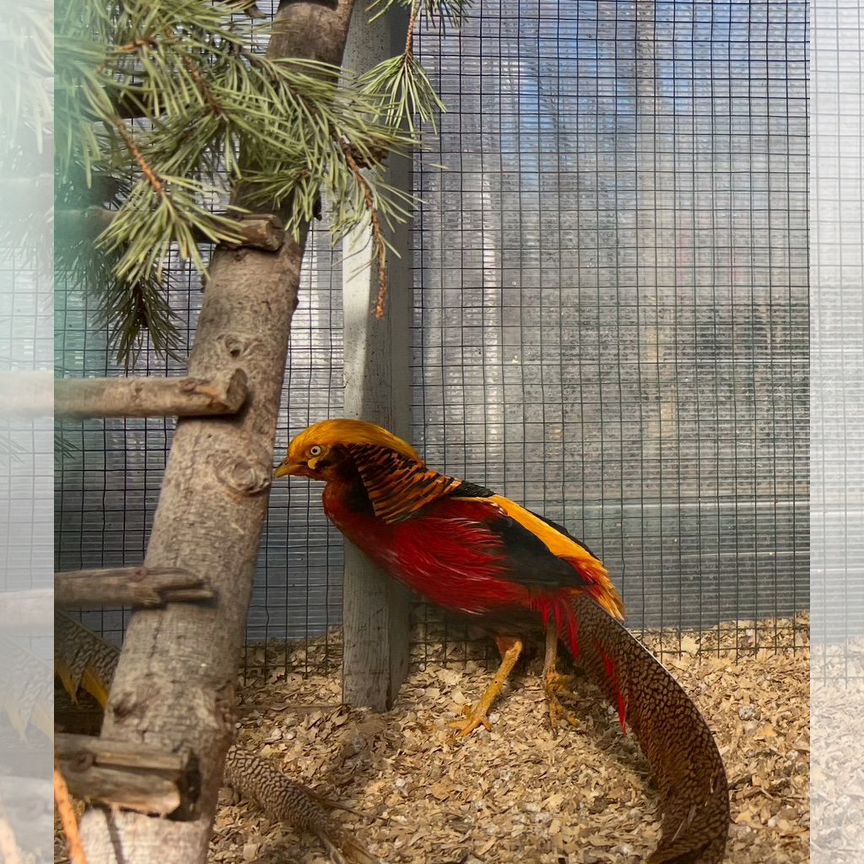 Золотой фазан и Лимонный