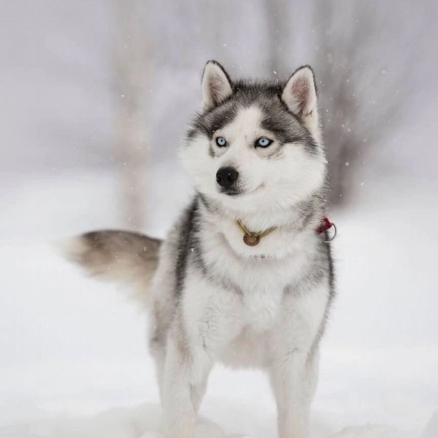 Сибирский хаски, кличка Лулу