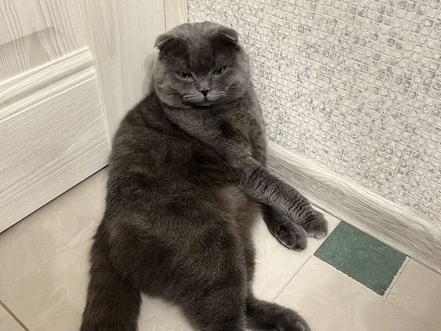 Шотландский кот на вязку