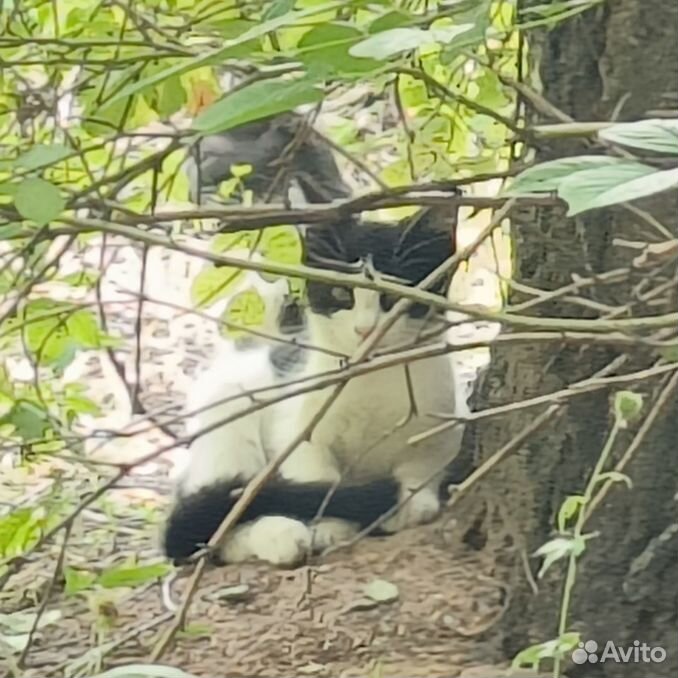 Пристройство котят