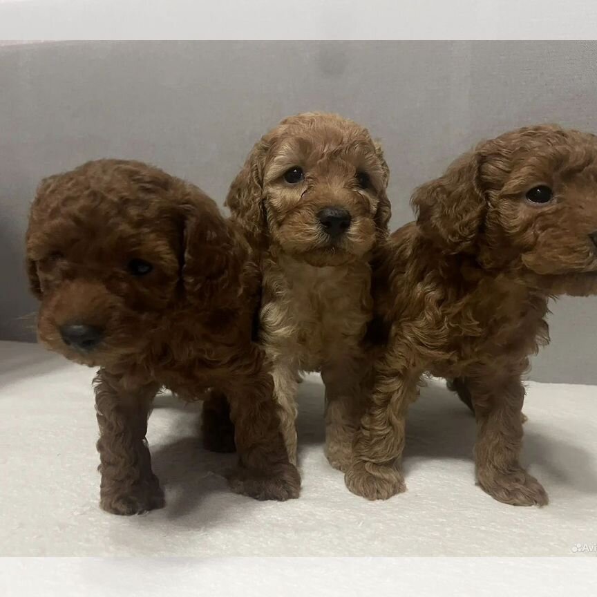 Той-пудель, щенок