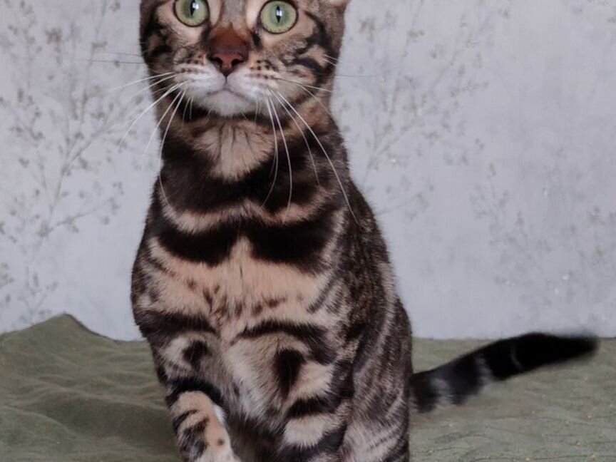 Бенгальская