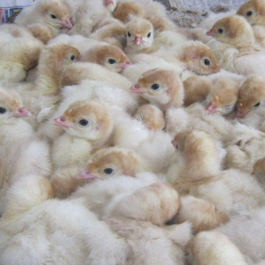 Индюшата