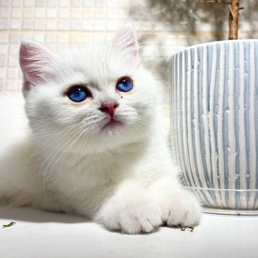 Британский короткошёрстный котёнок