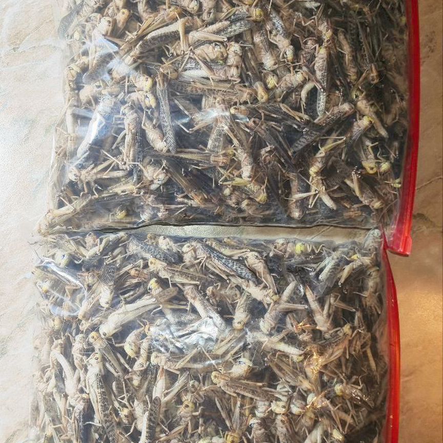 Саранча свежемороженая