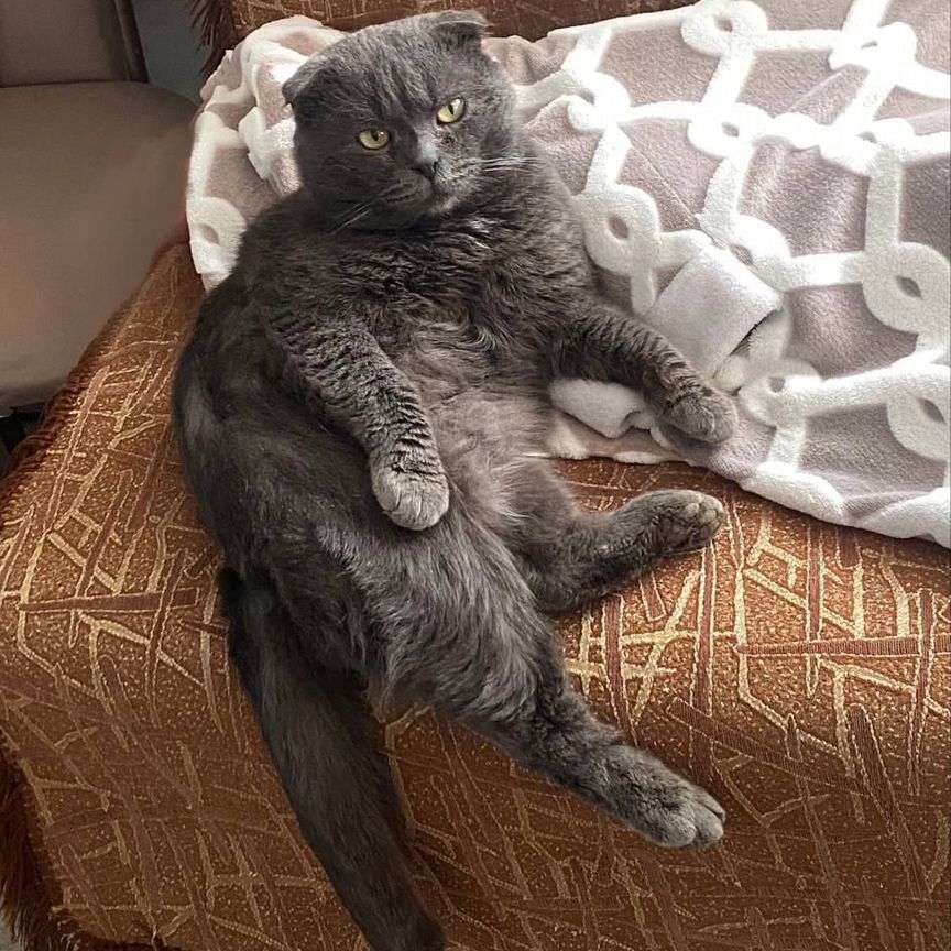 Отдам черного вислоухого кота
